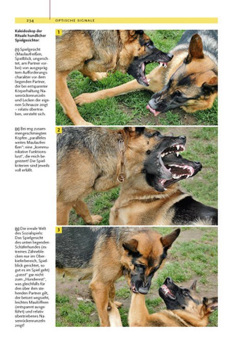 Ausdrucksverhalten beim Hund